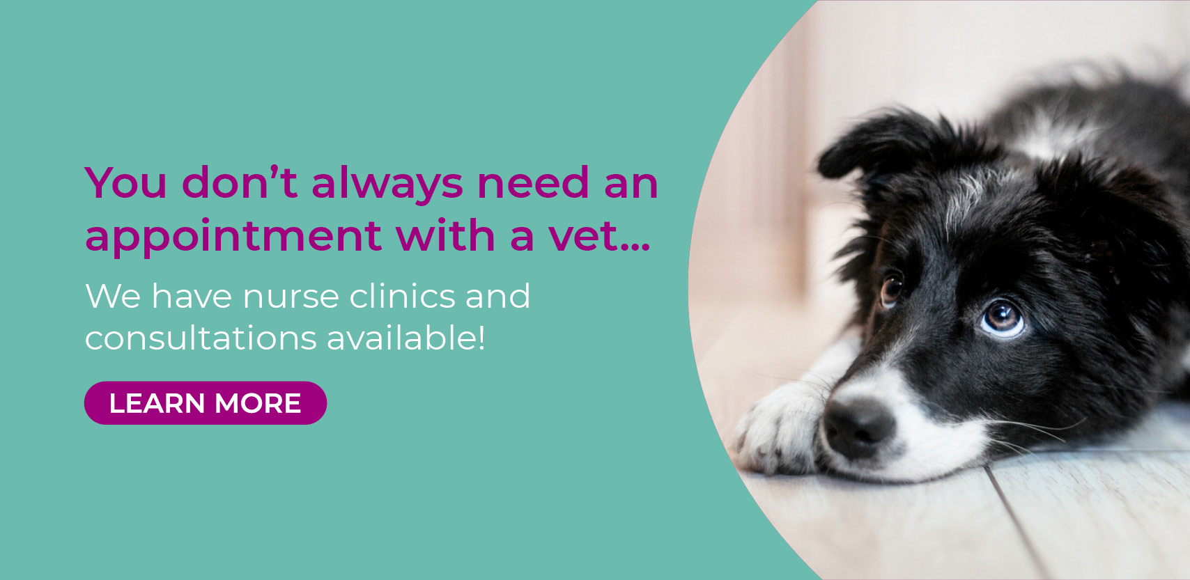 Donnachie & Townley Veterinary Centre in Rugeley & Stafford