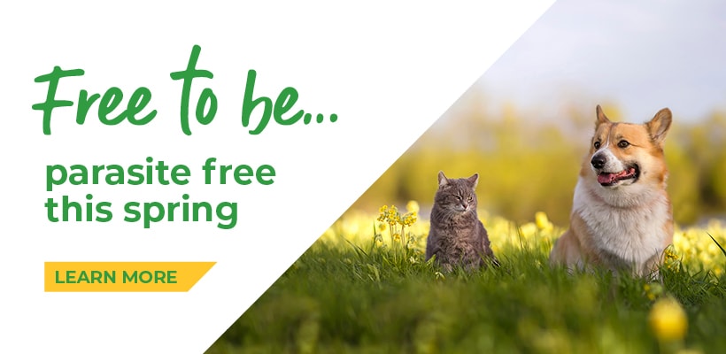 Donnachie & Townley Veterinary Centre in Rugeley & Stafford